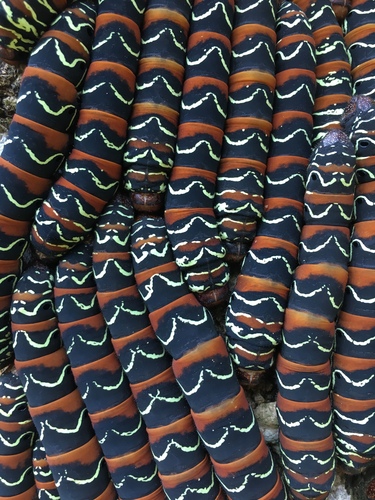 Cuetlas (género Arsenura) · NaturaLista Colombia