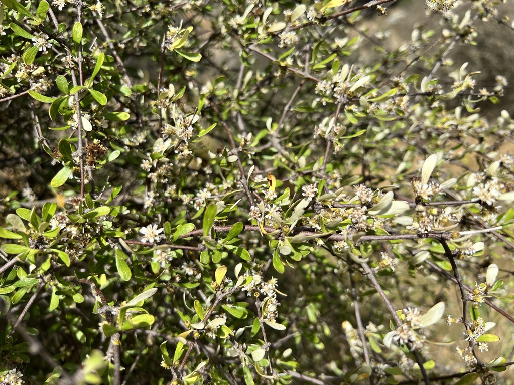 Olearia odorata from South Island/Te Waipounamu, Omakau, Otago, NZ on ...