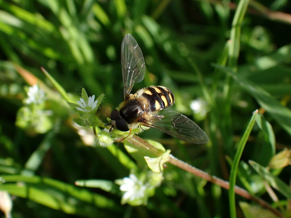 Syrphini from 61470 Saint-Aubin-de-Bonneval, France on April 29, 2023 ...