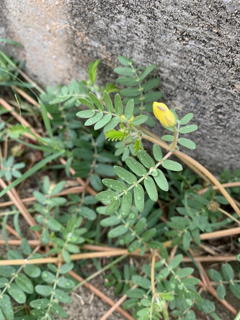 puncture vine from Wicker St, Spring Farm, NSW, AU on February 28, 2024 ...