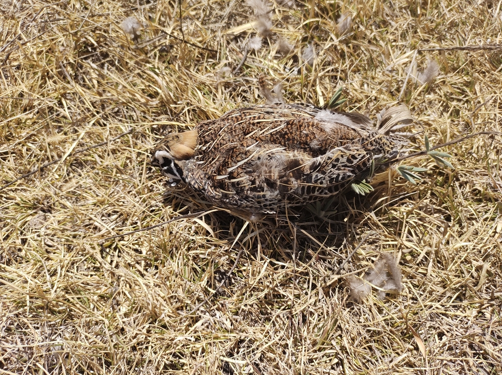 Montezuma Quail from 9X8H+WX, 76826 Vista Hermosa, Qro., México on ...