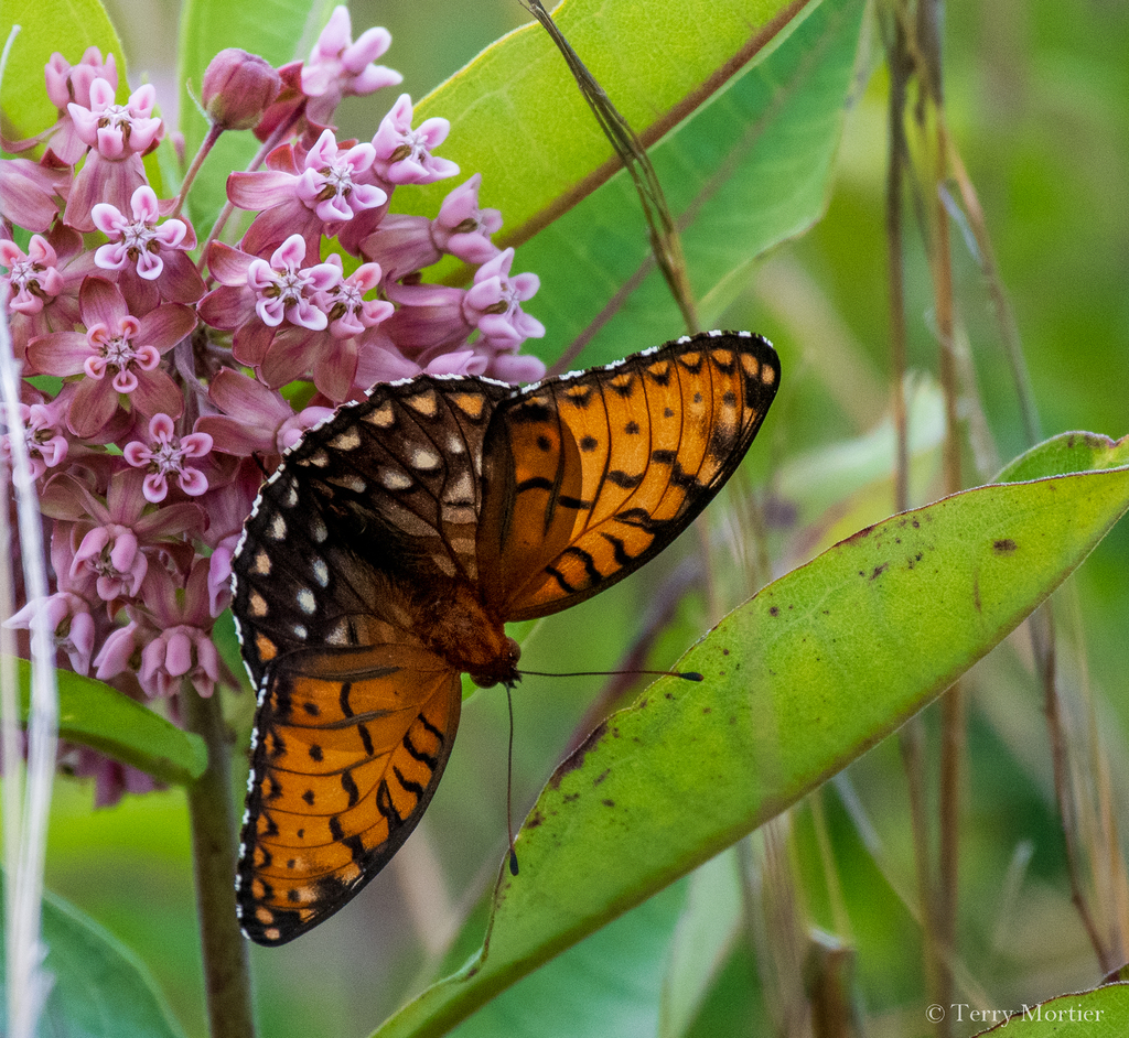 Regal Fritillary from Portage County, WI, USA on July 16, 2021 at 11:47 ...