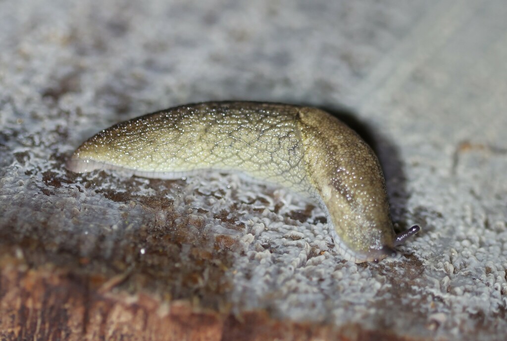 Reticulate Taildropper from Mariposa County, CA, USA on February 22 ...