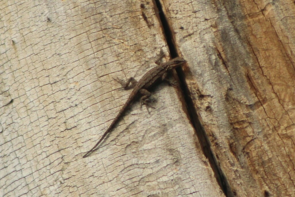 Northern Tree Lizard from St. George, UT, USA on February 24, 2024 at ...