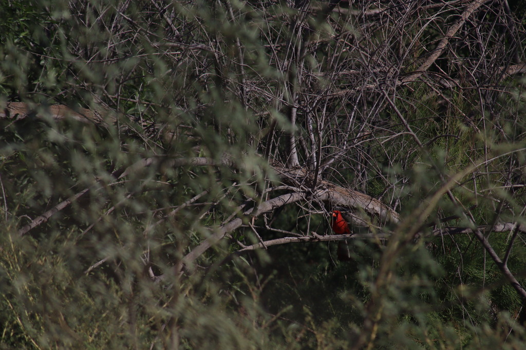 Northern Cardinal from La Paz, B.C.S., México on January 8, 2024 at 10: ...
