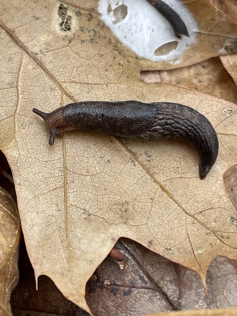 Milky Slug from Pine Ave, Drummond/North Elmsley, ON, CA on December 1 ...