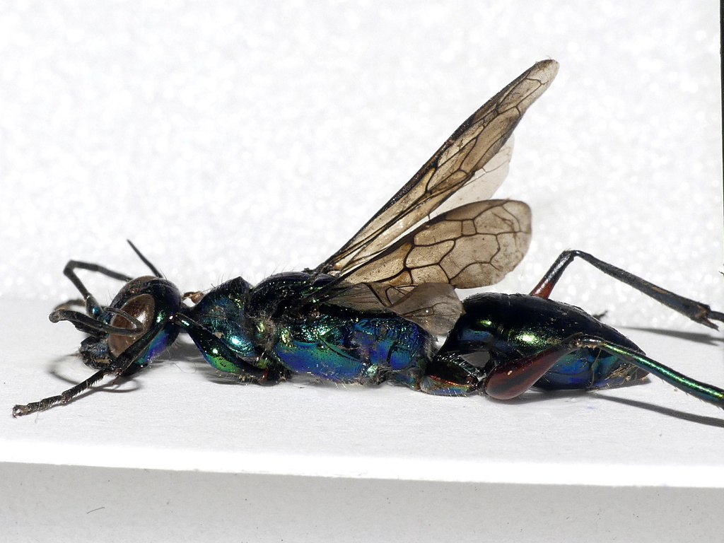 Emerald Cockroach Wasp from Minh Quang, Tp. Vĩnh Yên, Vĩnh Phúc ...