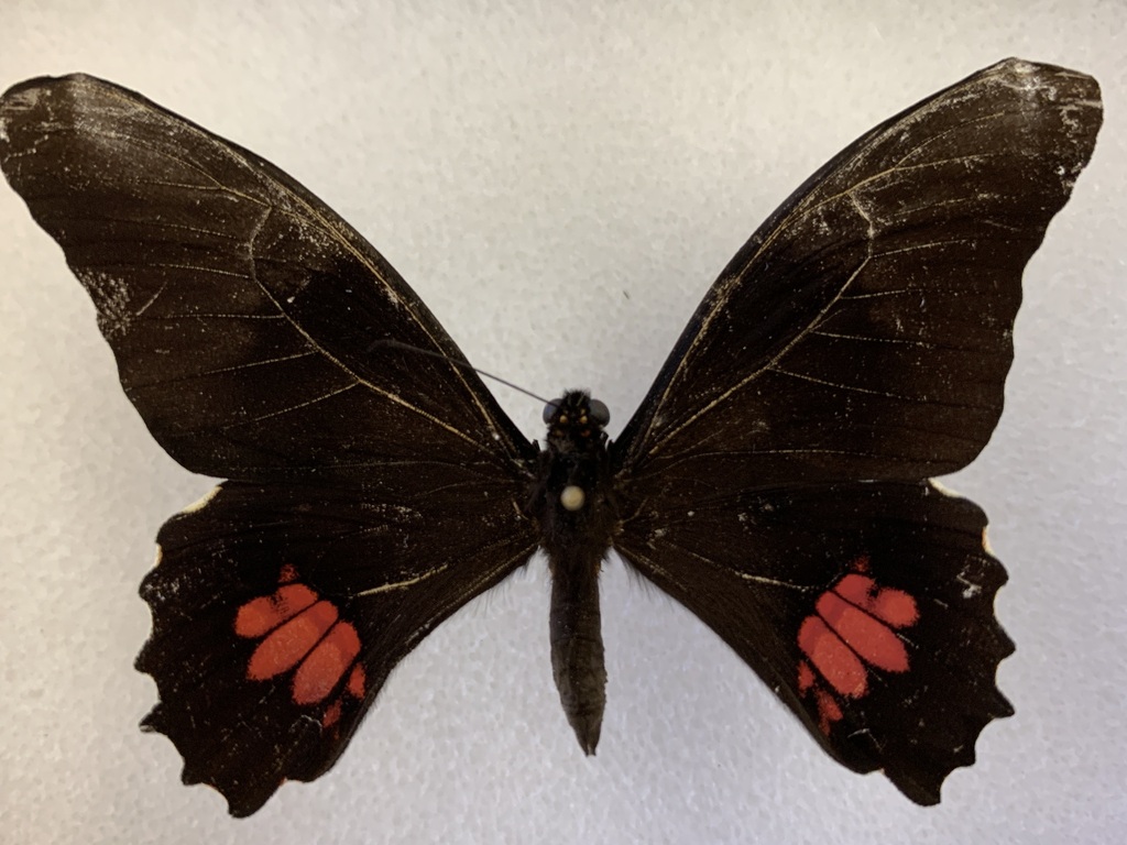 Ruby-spotted Swallowtail from La Selva Biological Station, Heredia ...