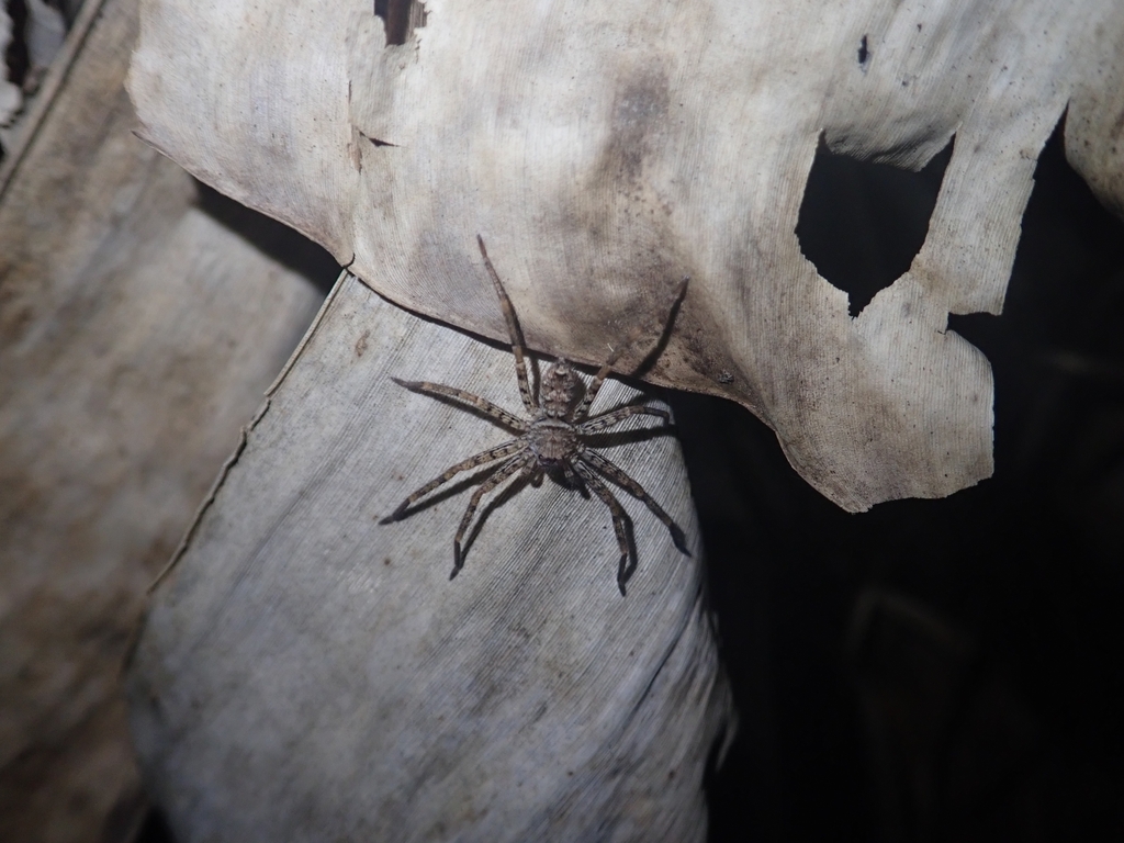 Pantropical Huntsman Spider from Xishuangbanna Dai, CN-YN, CN on ...