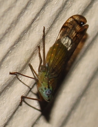 palm planthopper from Smiths Lake NSW 2428, Australia on February 27 ...