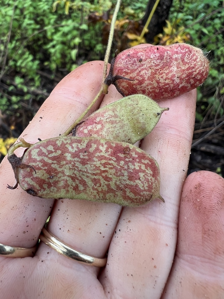 legumes from RAAF Base Tindal, Tindal, NT, AU on February 28, 2024 at ...