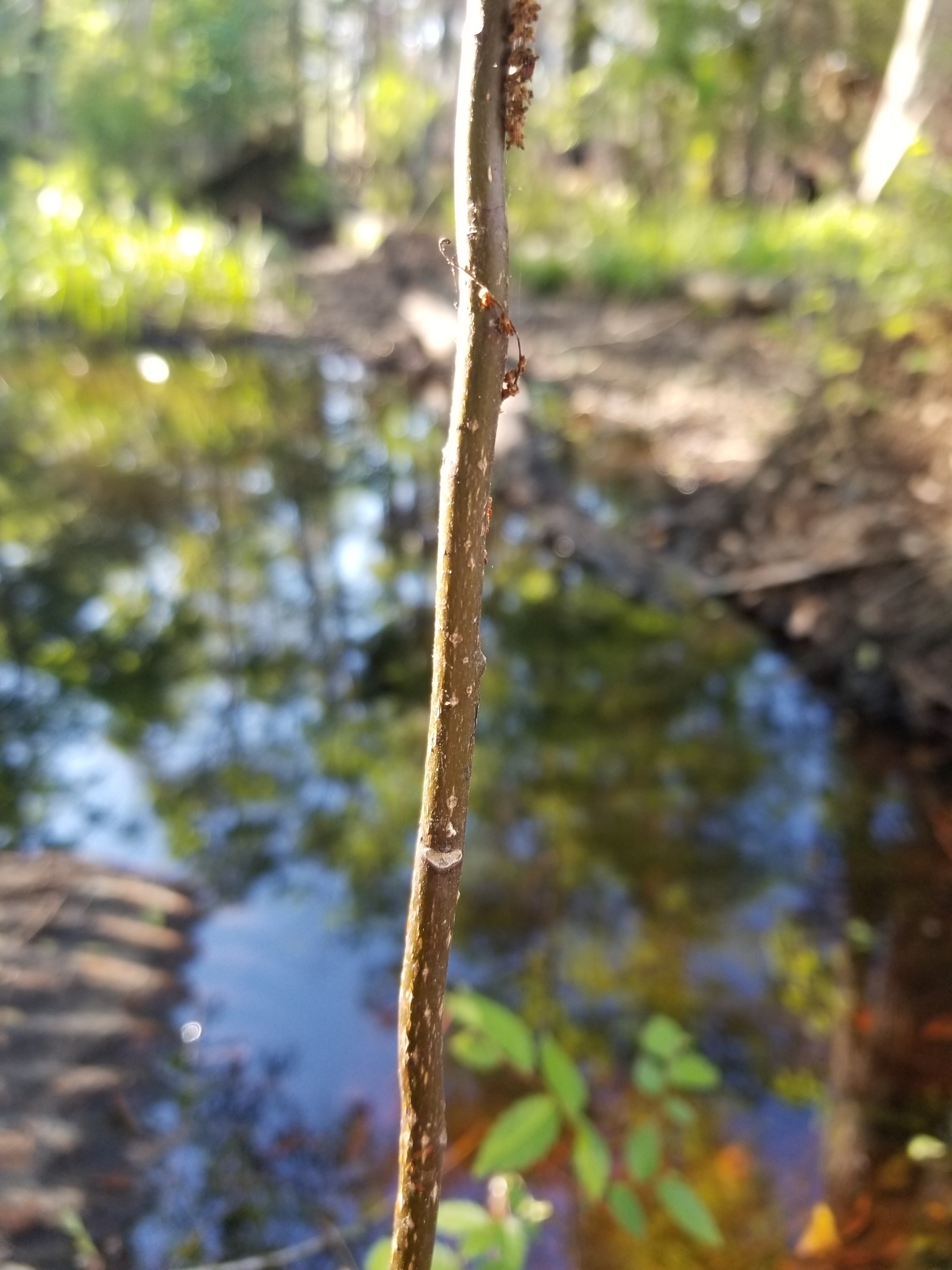 Leitneria floridana Chapm.