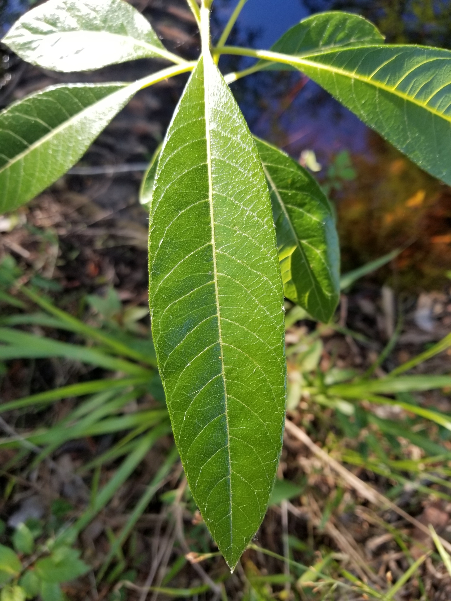 Leitneria floridana Chapm.