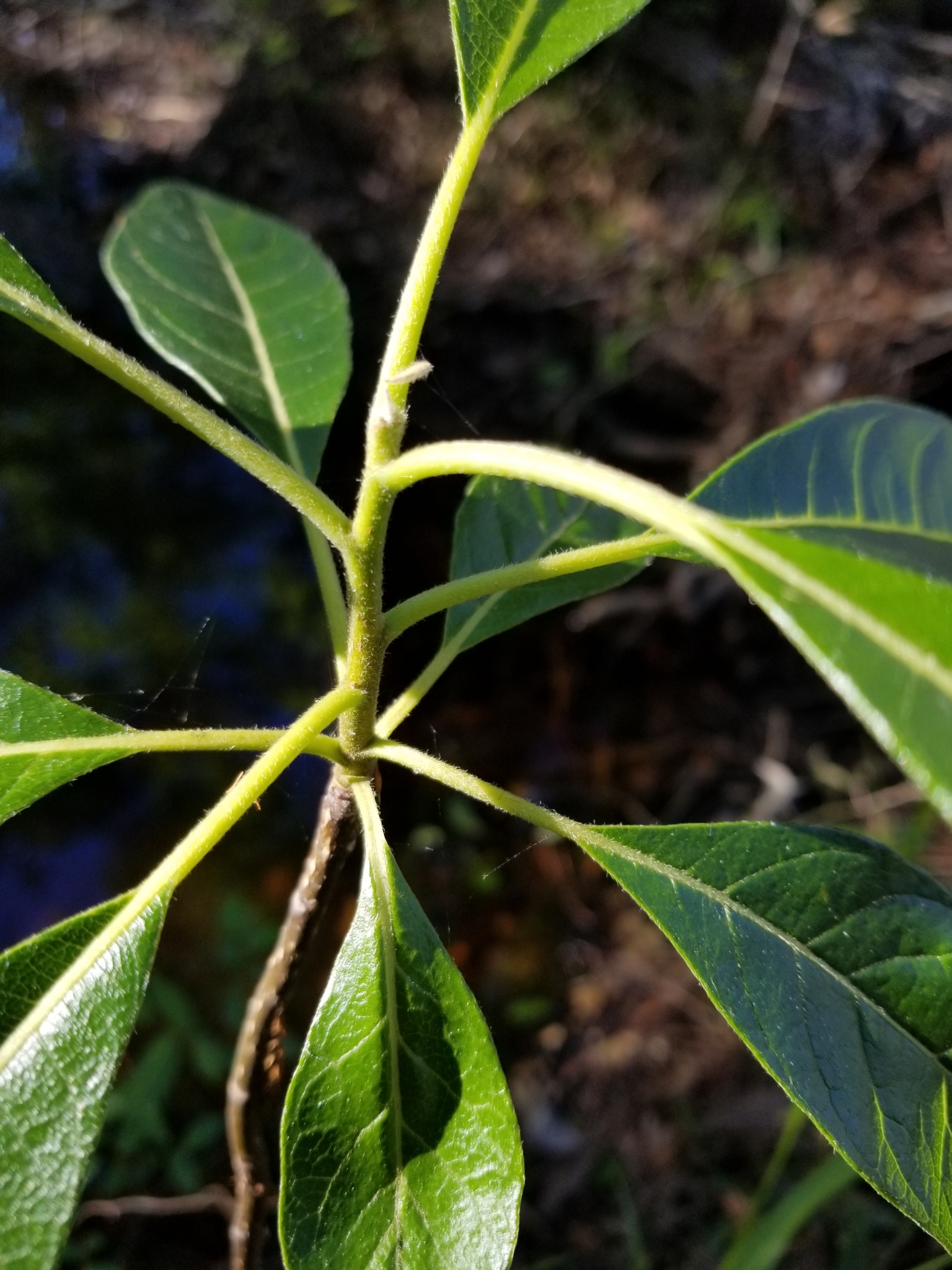 Leitneria floridana Chapm.