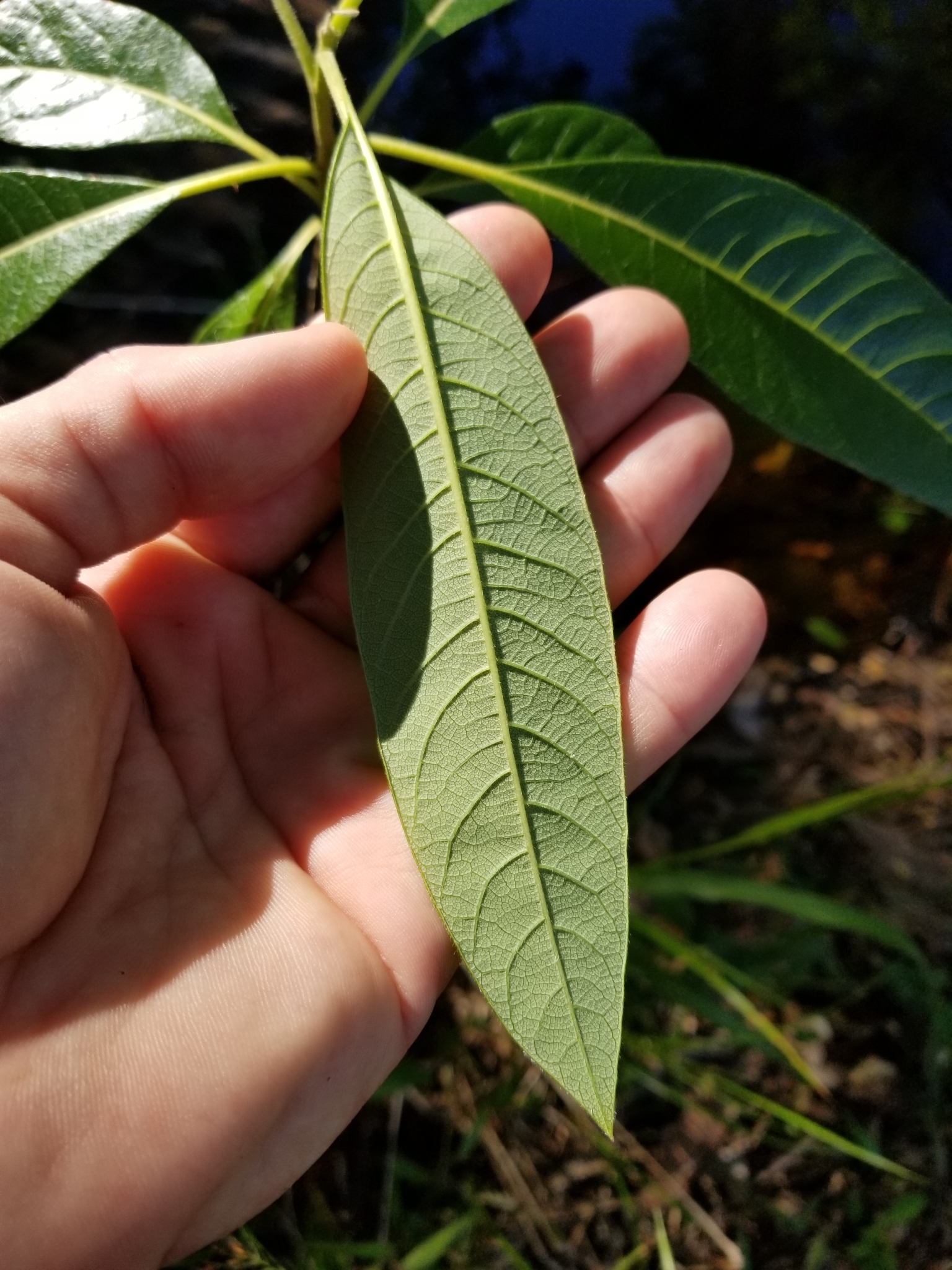 Leitneria floridana Chapm.