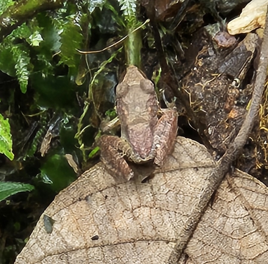 Cachabi Robber Frog from Quito, EC-PI, EC on February 27, 2024 at 02:03 ...