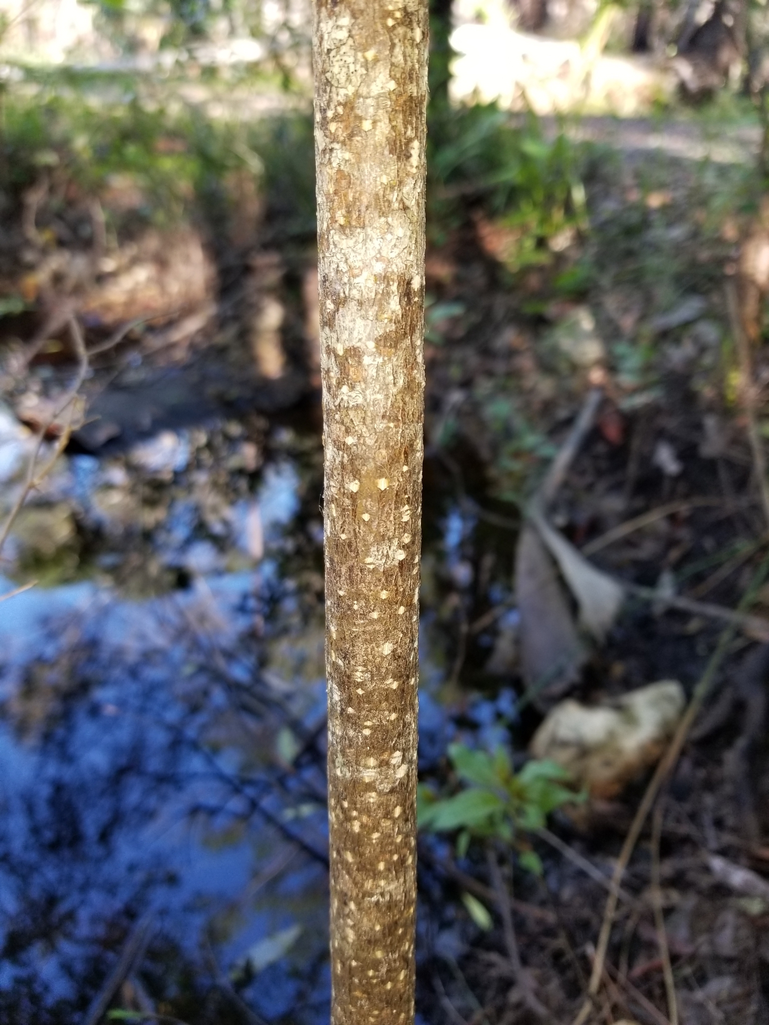 Leitneria floridana Chapm.