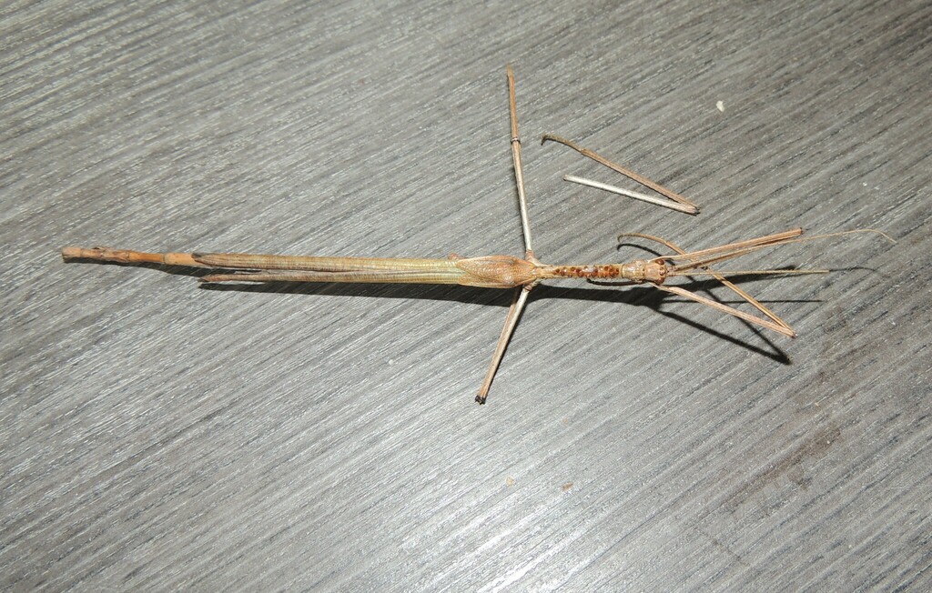 Quick Stick Insect from Surat QLD 4417, Australia on February 28, 2024 ...