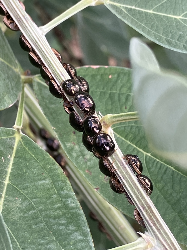 Brachyplatys subaeneus from Saint Peter, MS on February 27, 2024 at 09: ...