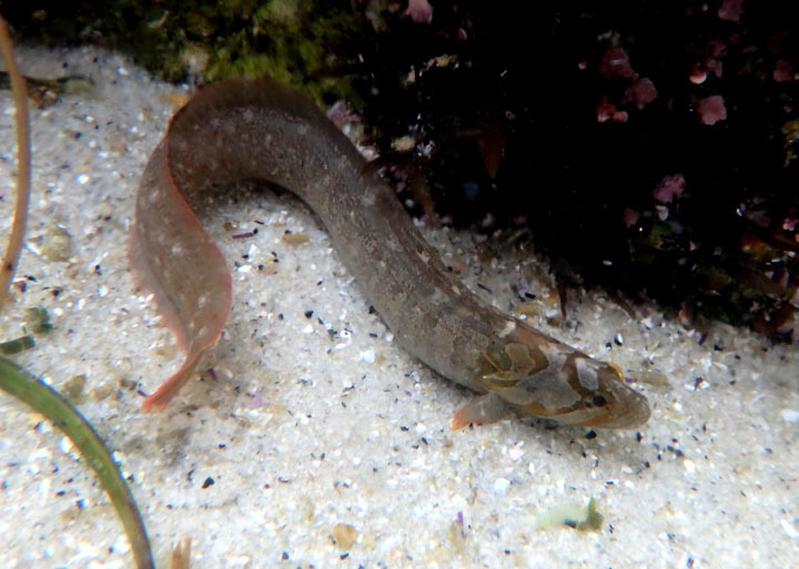 Monkey-faced Prickleback from Asilomar State Beach on August 4, 2023 at ...