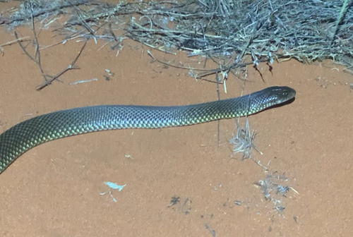 Mulga Snake (Pseudechis australis) - Snakes and Lizards