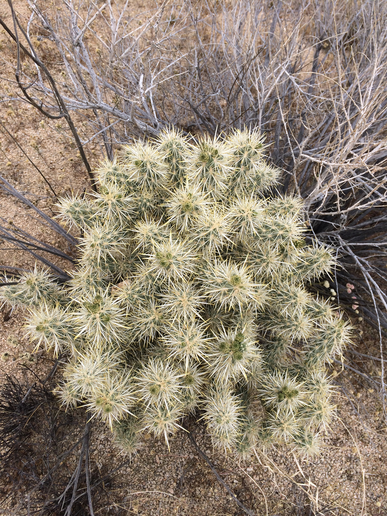 Silver Cholla from Joshua Tree National Park, Twentynine Palms, CA, US ...