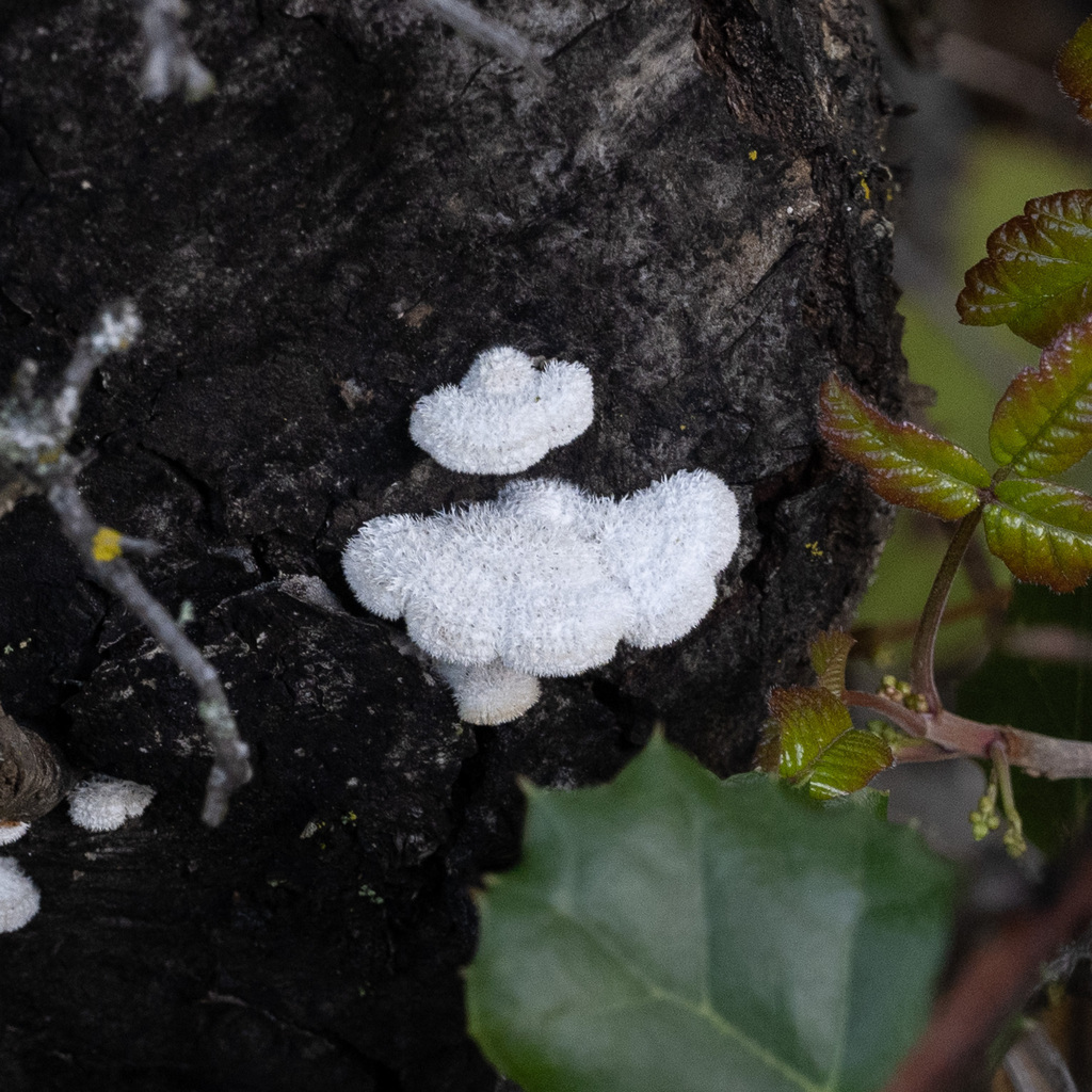 splitgill mushroom from Farm Hills, Redwood City, CA, USA on February ...