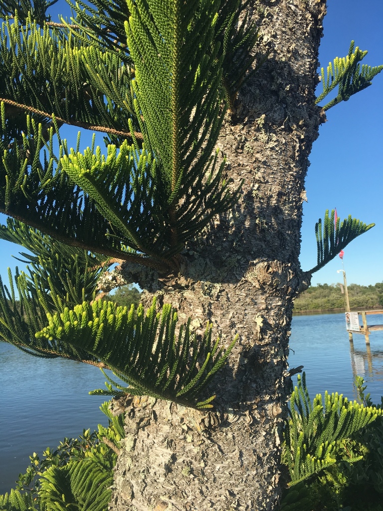 Eutacta from 276–298 Indian Creek Rd, Oak Hill, FL, US on April 21 ...