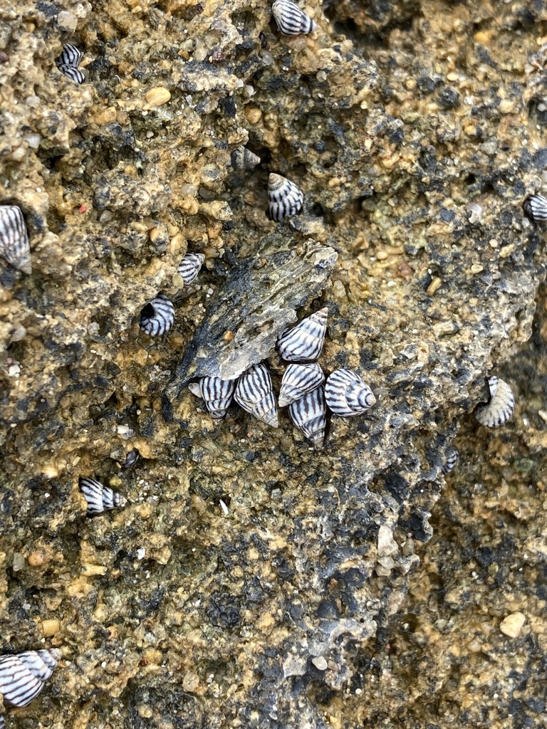 Zebra Periwinkle from Cerro Gordo, Sabana, Vega Alta 00692, Puerto Rico ...