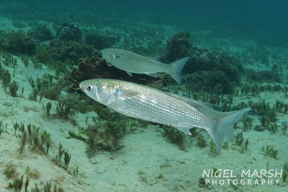 Sea Mullet from Kingston, Norfolk Island on February 24, 2024 at 02:53 ...