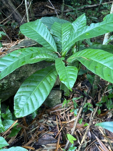 jácana, ácana, acana, hacana, or jacana. (Pouteria multiflora ...