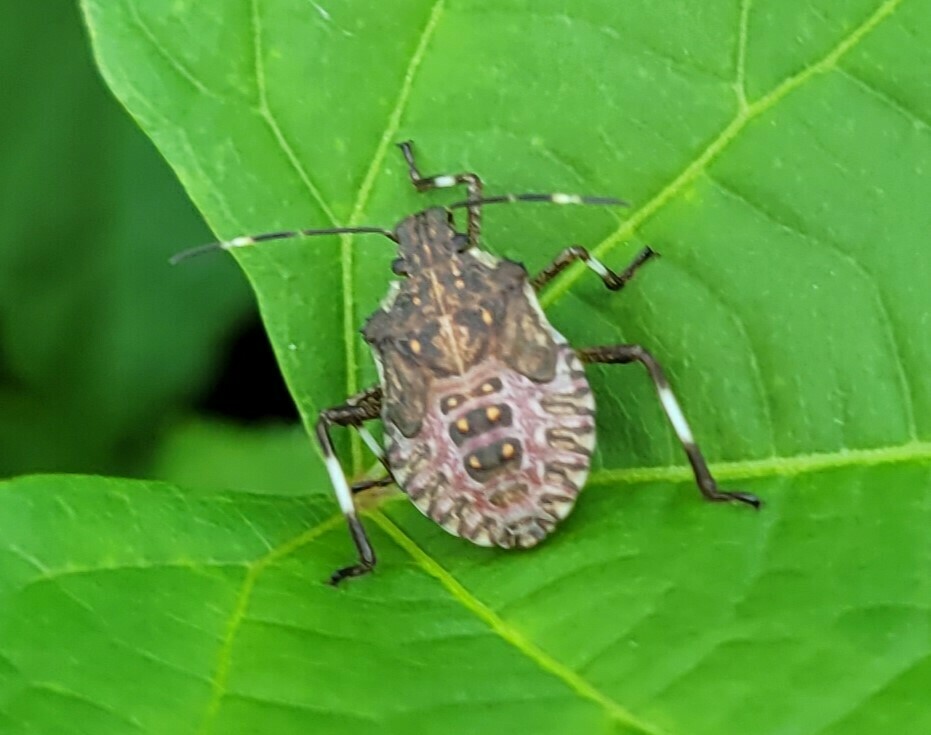 Brown Marmorated Stink Bug from Centreville, MD 21617, USA on August 16 ...