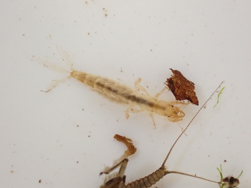 Ichthybotus hudsoni from Inglewood, New Zealand on February 28, 2024 at ...