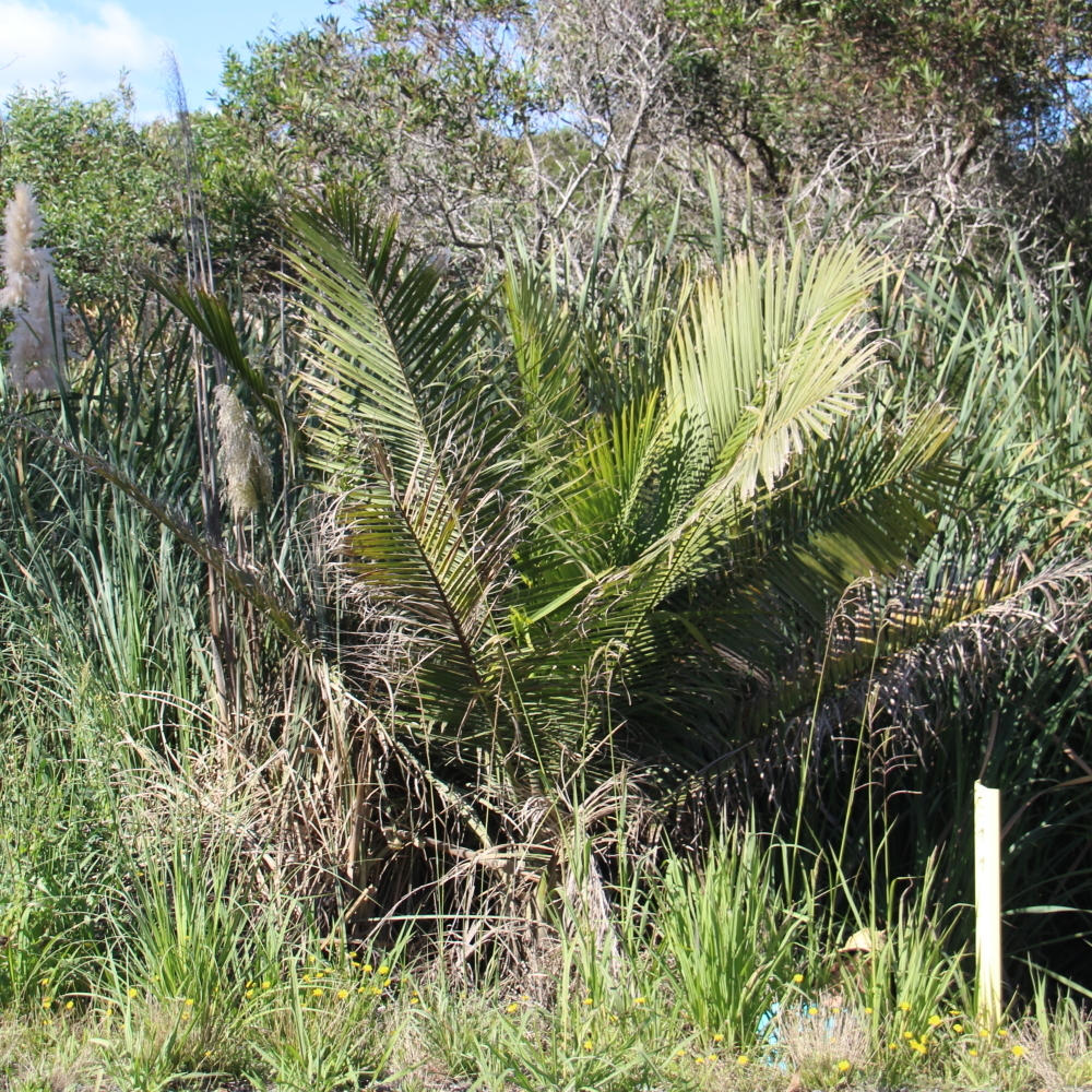 Majesty Palm in April 2019 by tangatawhenua. by the drain · iNaturalist