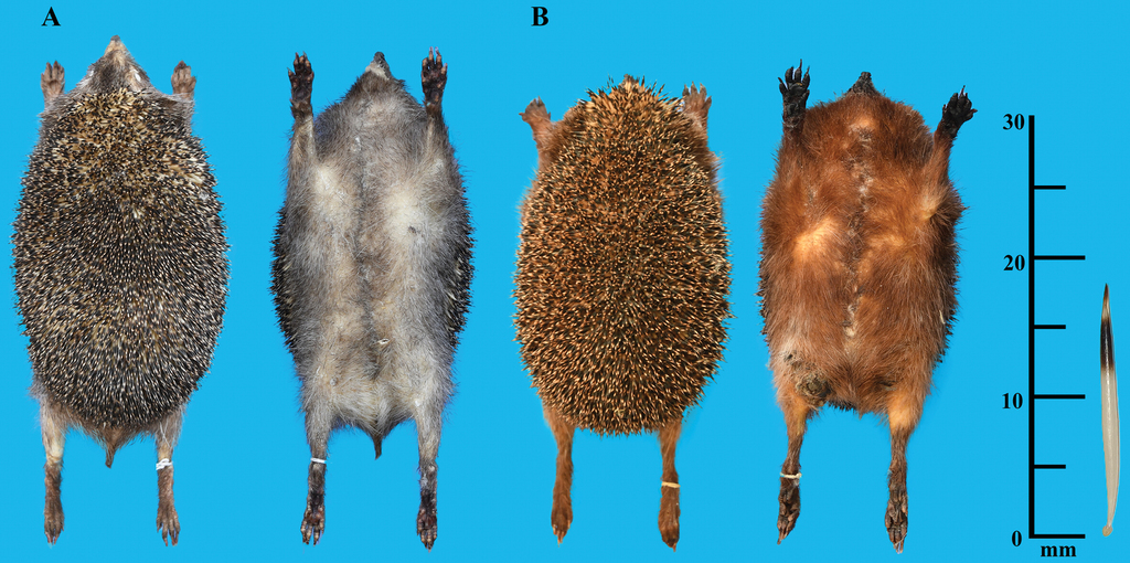 Eastern Forest Hedgehog (Mesechinus orientalis) - Know Your Mammals