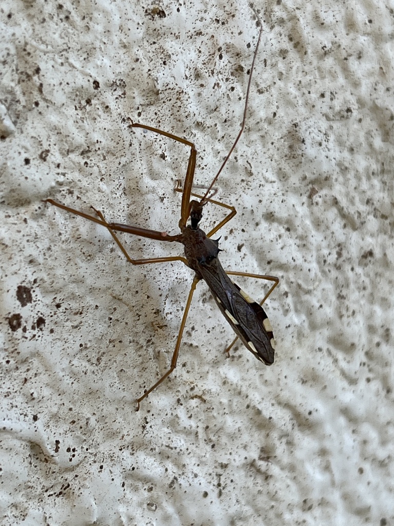 Epidaus sexspinus in February 2024 by Nakatada Wachi · iNaturalist