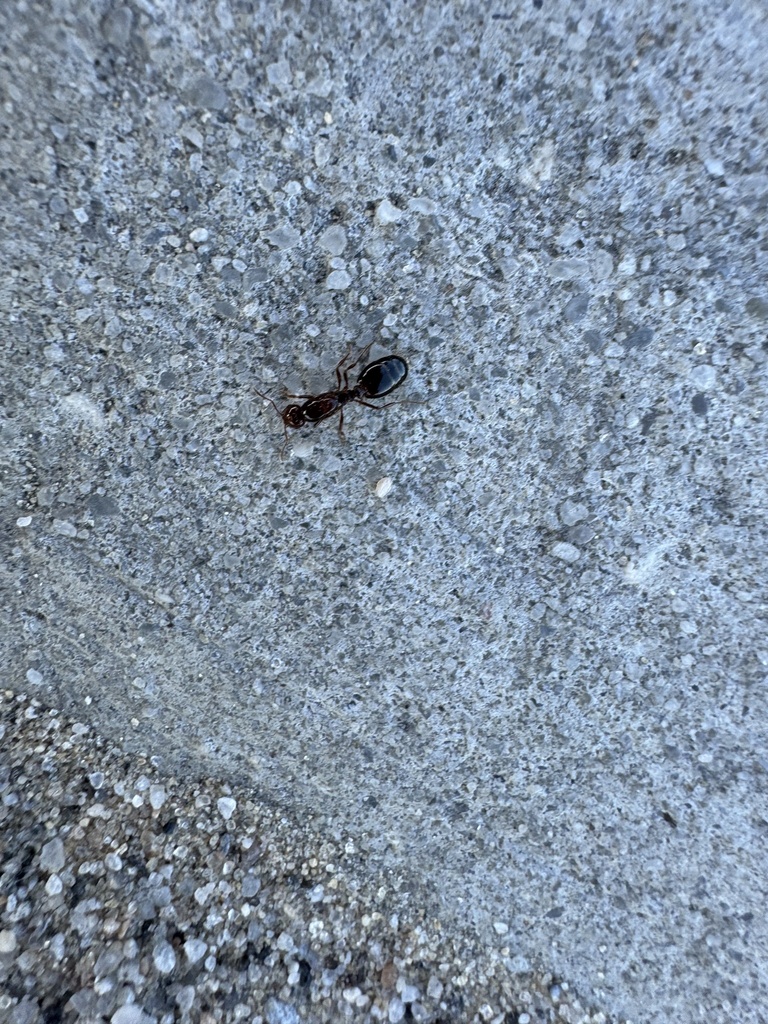 Red Imported Fire Ant from Dolphin Gull Cir, Seffner, FL, US on January ...