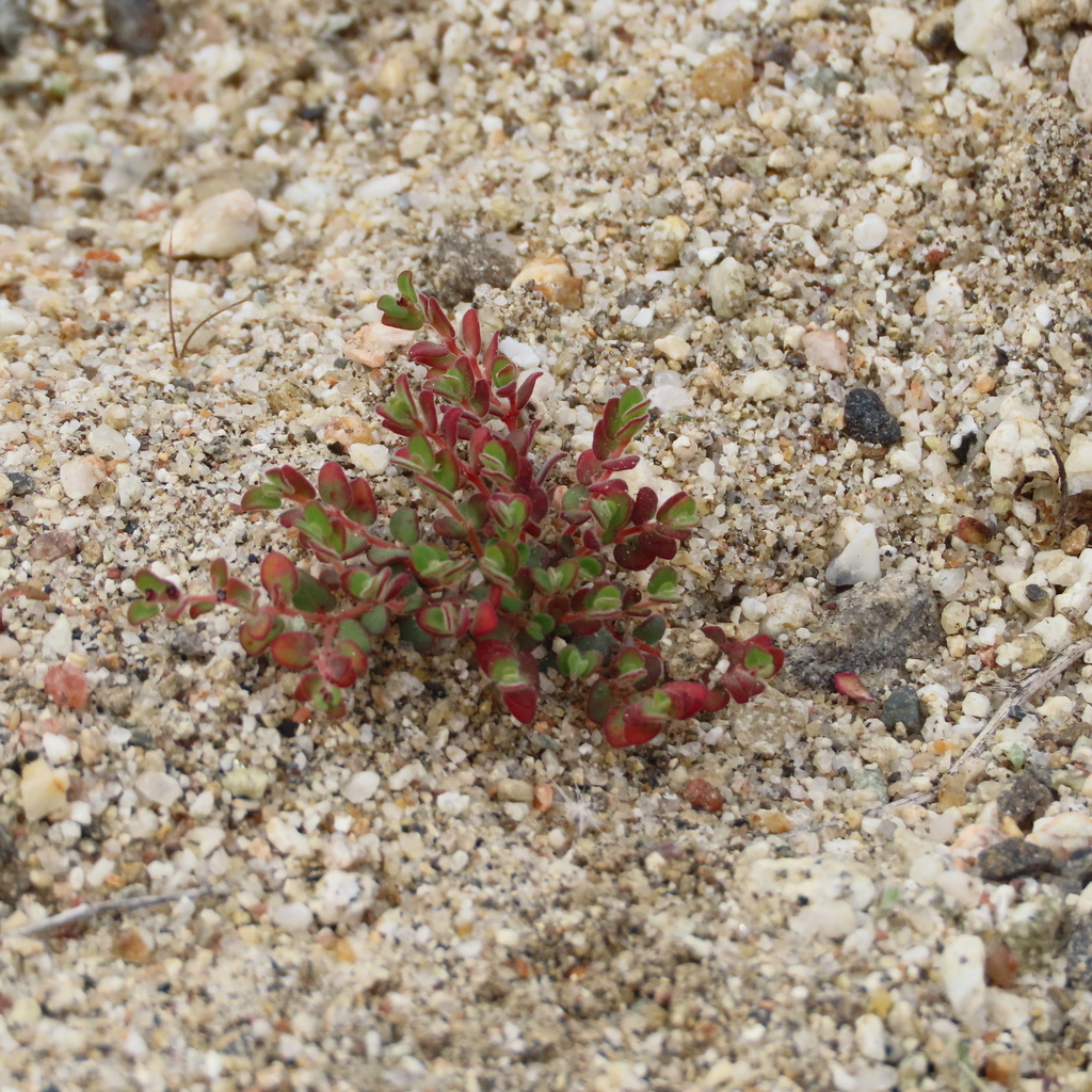 smallseed sandmat from Riverside County, CA, USA on February 26, 2024 ...