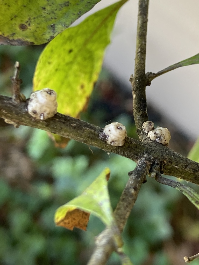 Chinese Wax Scale in February 2024 by Andrea Wuenschel. On unknown non ...