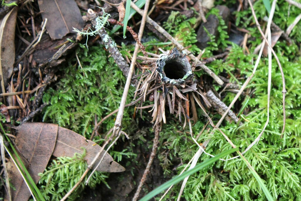 California Turret Spider from Mt Tamalpais, California 94941, USA on ...