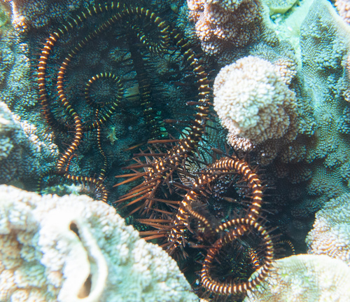 Janus' Brittle Star (Ophiomastix janualis) · iNaturalist