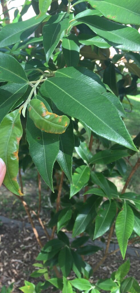 Myrtle Rust from Brisbane QLD, Australia on February 28, 2024 by strwb ...