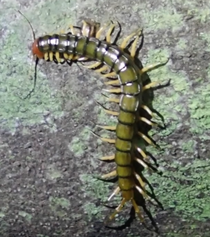 Chinese Red-headed Centipede from Uehara, Taketomi, Yaeyama District ...
