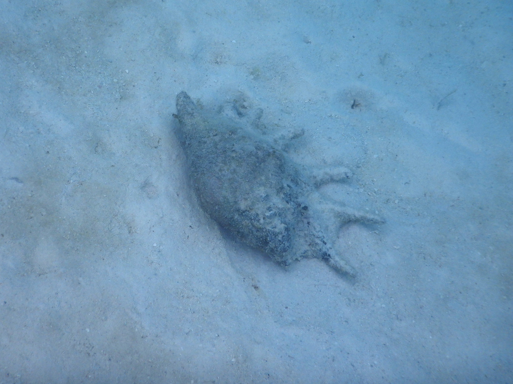 Giant Spider Conch from Îles du Vent, French Polynesia on August 8 ...