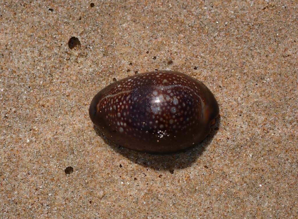 Snakehead Cowrie from Arrawarra NSW 2456, Australia on February 28 ...