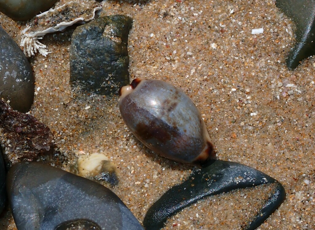 graceful cowrie from Arrawarra NSW 2456, Australia on February 28, 2024 ...