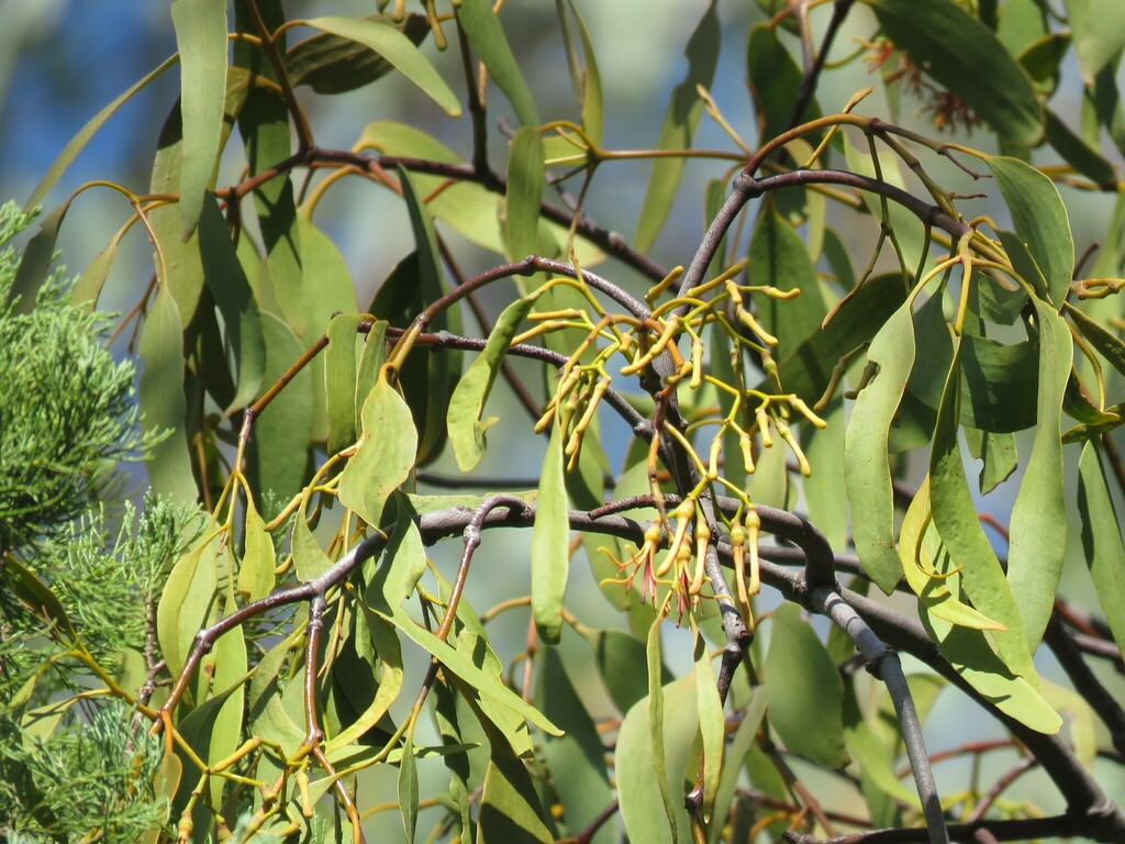 drooping mistletoe from Narrabri NSW 2390, Australia on February 28 ...