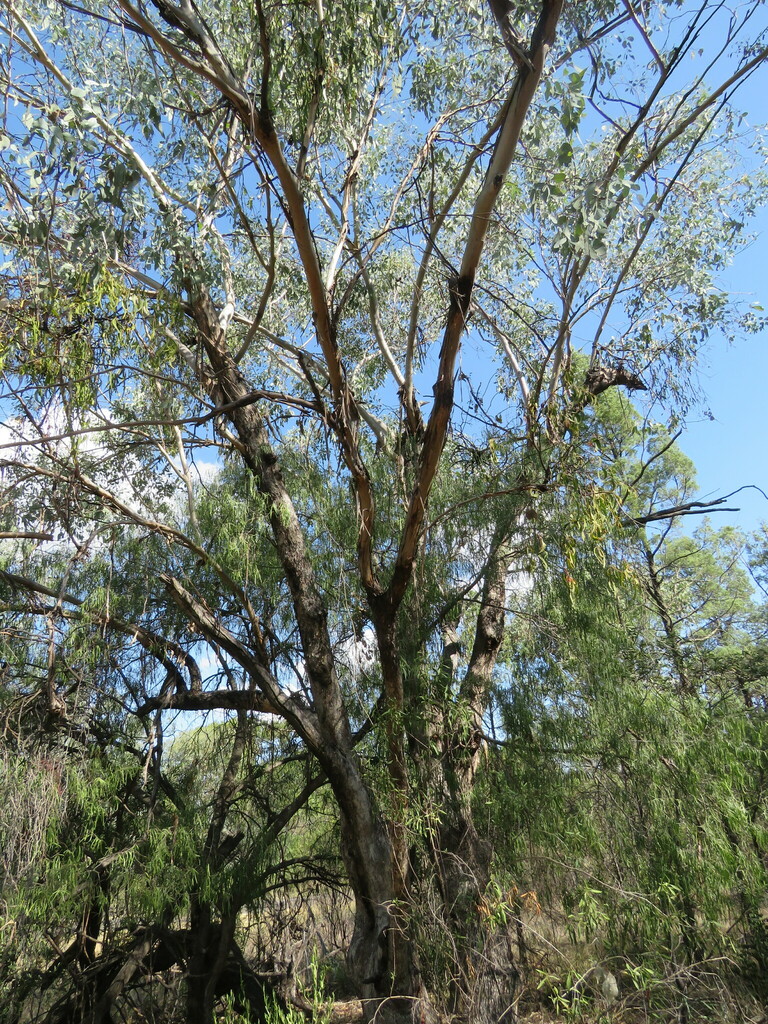 gum trees from Narrabri NSW 2390, Australia on February 28, 2024 by ...