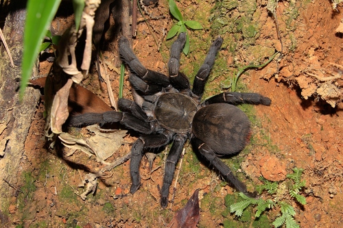 Chinese Black Earth Tiger Tarantula (Cyriopagopus hainanus) · iNaturalist
