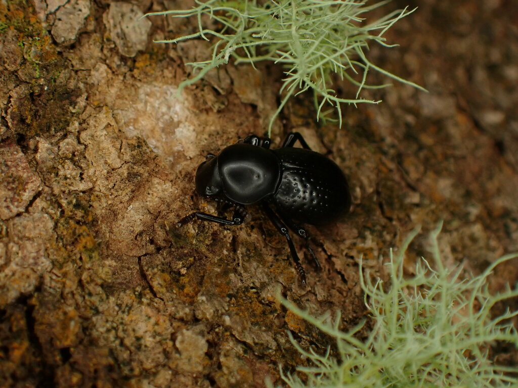 Beetles from Dundas QLD 4306, Australia on February 20, 2024 at 08:48 ...
